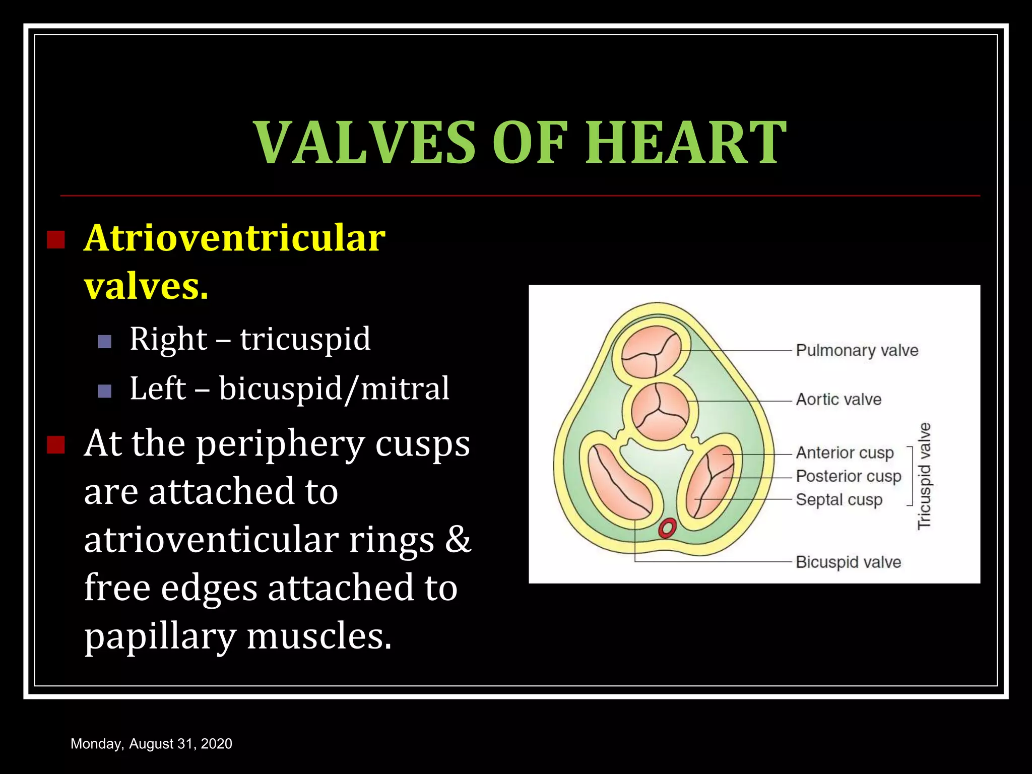 Functional anatomy and physiology of cardiac muscle | PPT