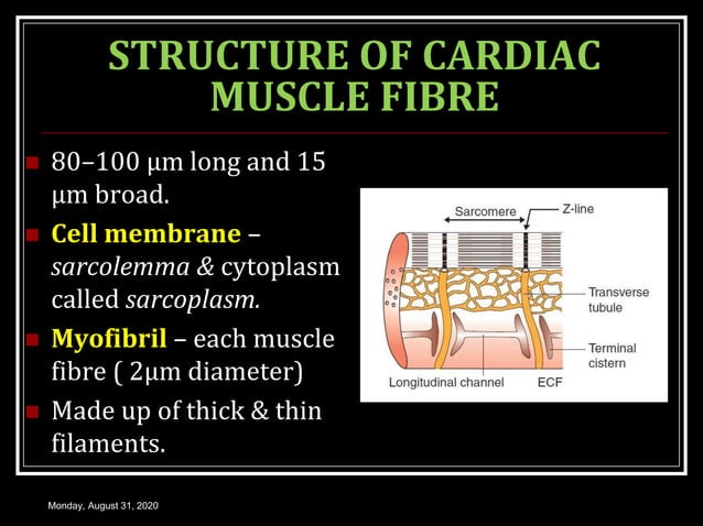 Functional anatomy and physiology of cardiac muscle | PPT