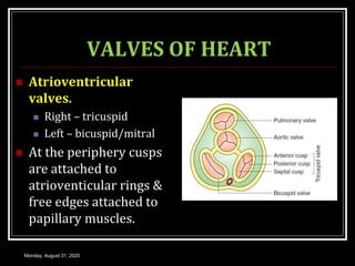 Functional anatomy and physiology of cardiac muscle | PPT