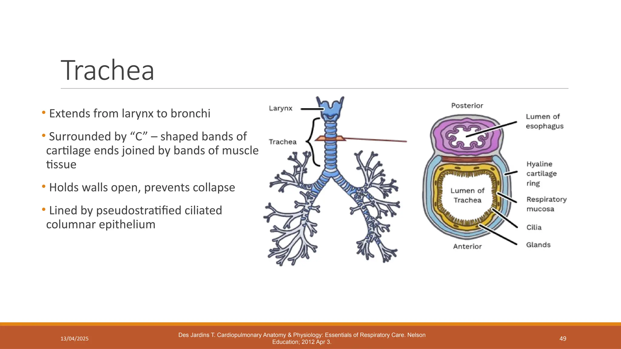 FUNCTIONAL ANATOMY AND PHYSIOLOGY OF DEGLUTITION, SPEECH, RESPIRATION ...