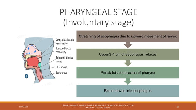 FUNCTIONAL ANATOMY AND PHYSIOLOGY OF DEGLUTITION, SPEECH, RESPIRATION ...