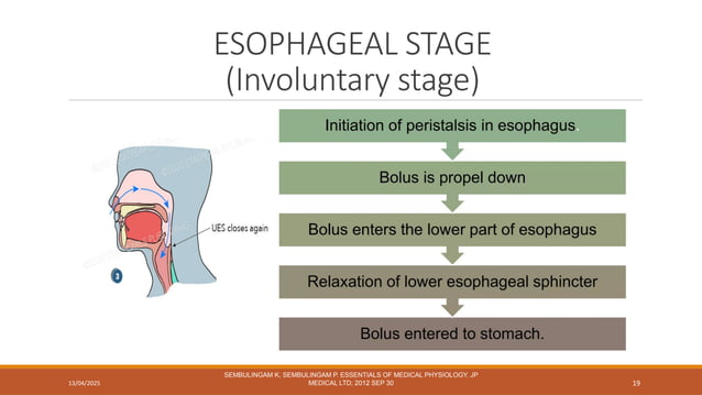 FUNCTIONAL ANATOMY AND PHYSIOLOGY OF DEGLUTITION, SPEECH, RESPIRATION ...
