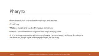 FUNCTIONAL ANATOMY AND PHYSIOLOGY OF DEGLUTITION, SPEECH, RESPIRATION ...