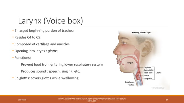 FUNCTIONAL ANATOMY AND PHYSIOLOGY OF DEGLUTITION, SPEECH, RESPIRATION ...