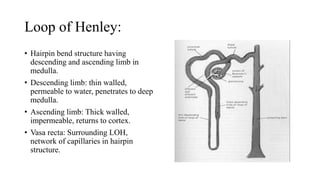 Functional anatomy and physiology of kideny | PPTX