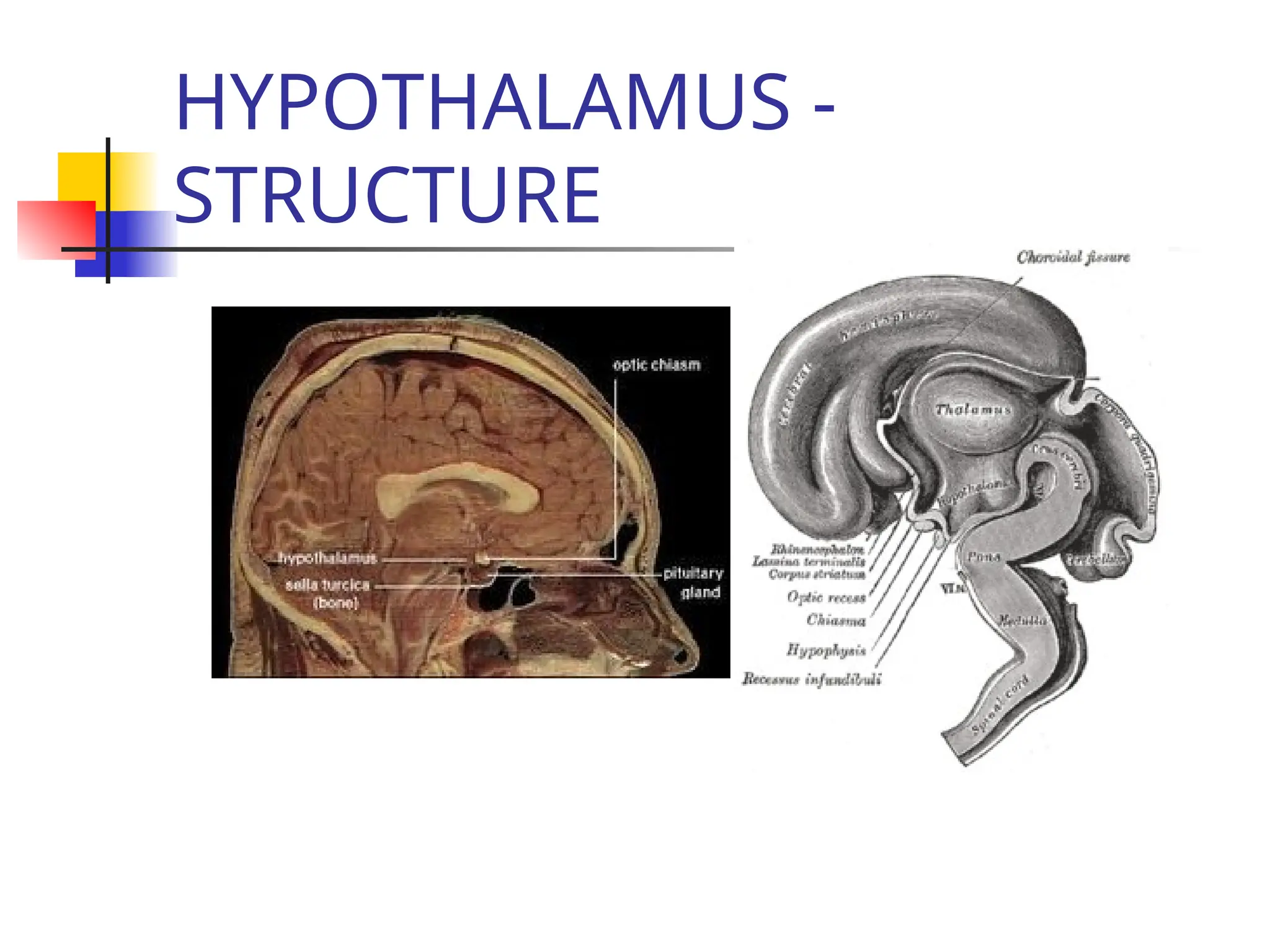 Functional_anatomy_and_physiopathology_of_hypothalamus_and ...