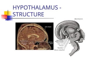 Functional_anatomy_and_physiopathology_of_hypothalamus_and ...