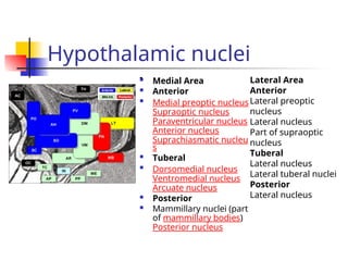 Functional_anatomy_and_physiopathology_of_hypothalamus_and ...