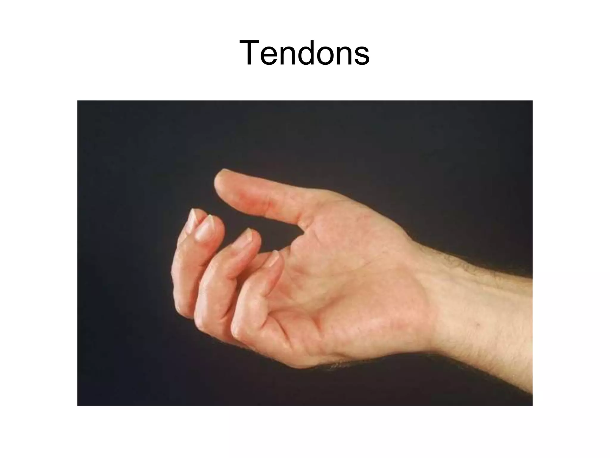 Functional Anatomy Hand | PPT