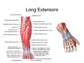 Functional Anatomy Hand | PPT