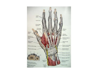 Functional Anatomy Hand | PPT
