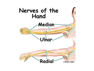 Functional Anatomy Hand | PPT