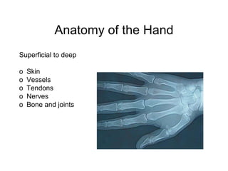 Functional Anatomy Hand | PPT