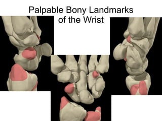 Functional Anatomy Hand | PPT