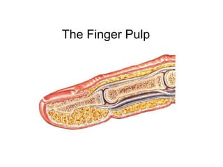 Functional Anatomy Hand | PPT