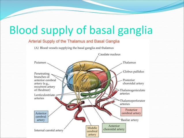 FUNCTIONAL_ANATOMY_OF_BASAL_GANGLIA.ppt | Brain and Nervous System ...