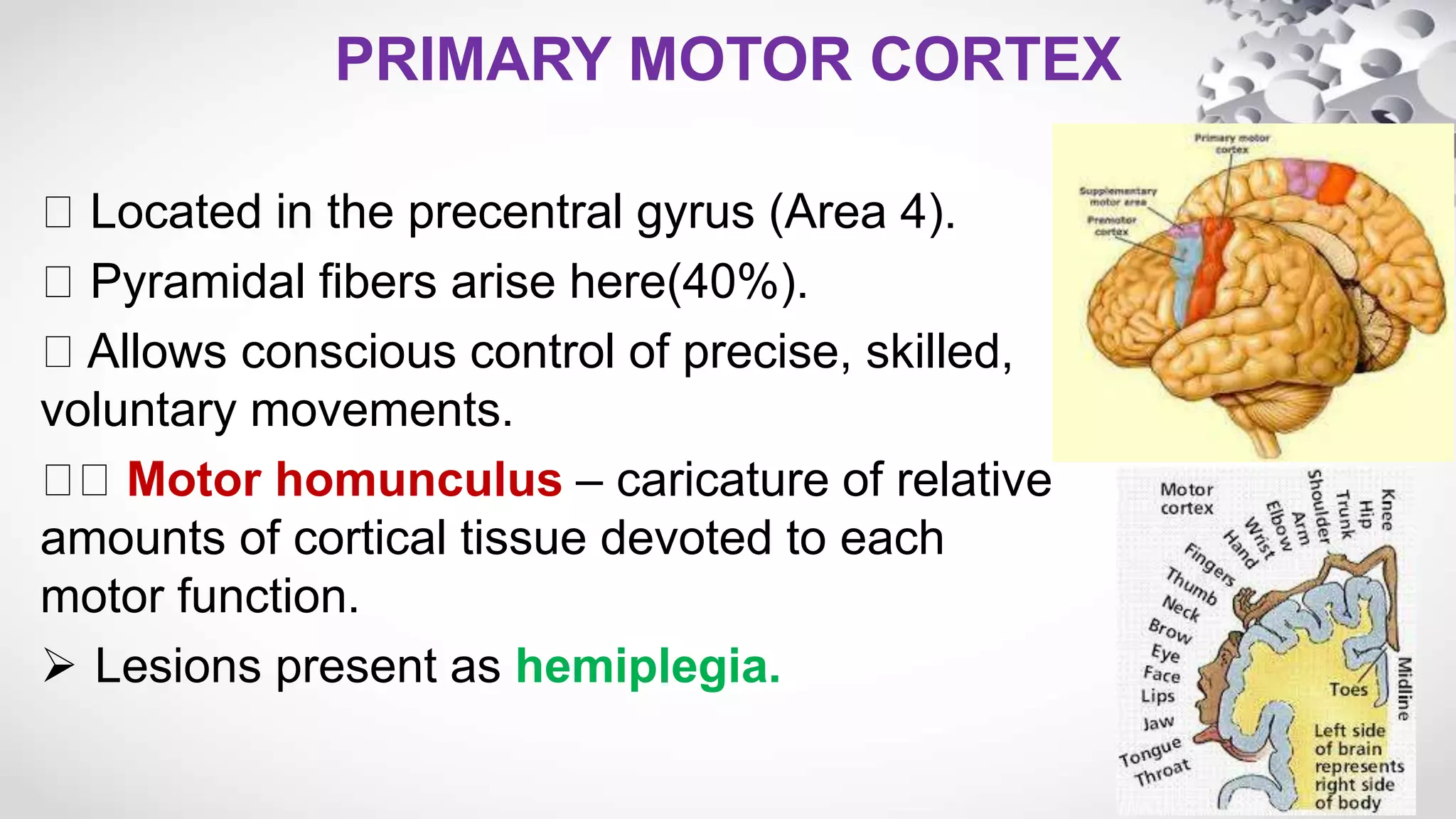 Functional anatomy of cortical areas | PPT