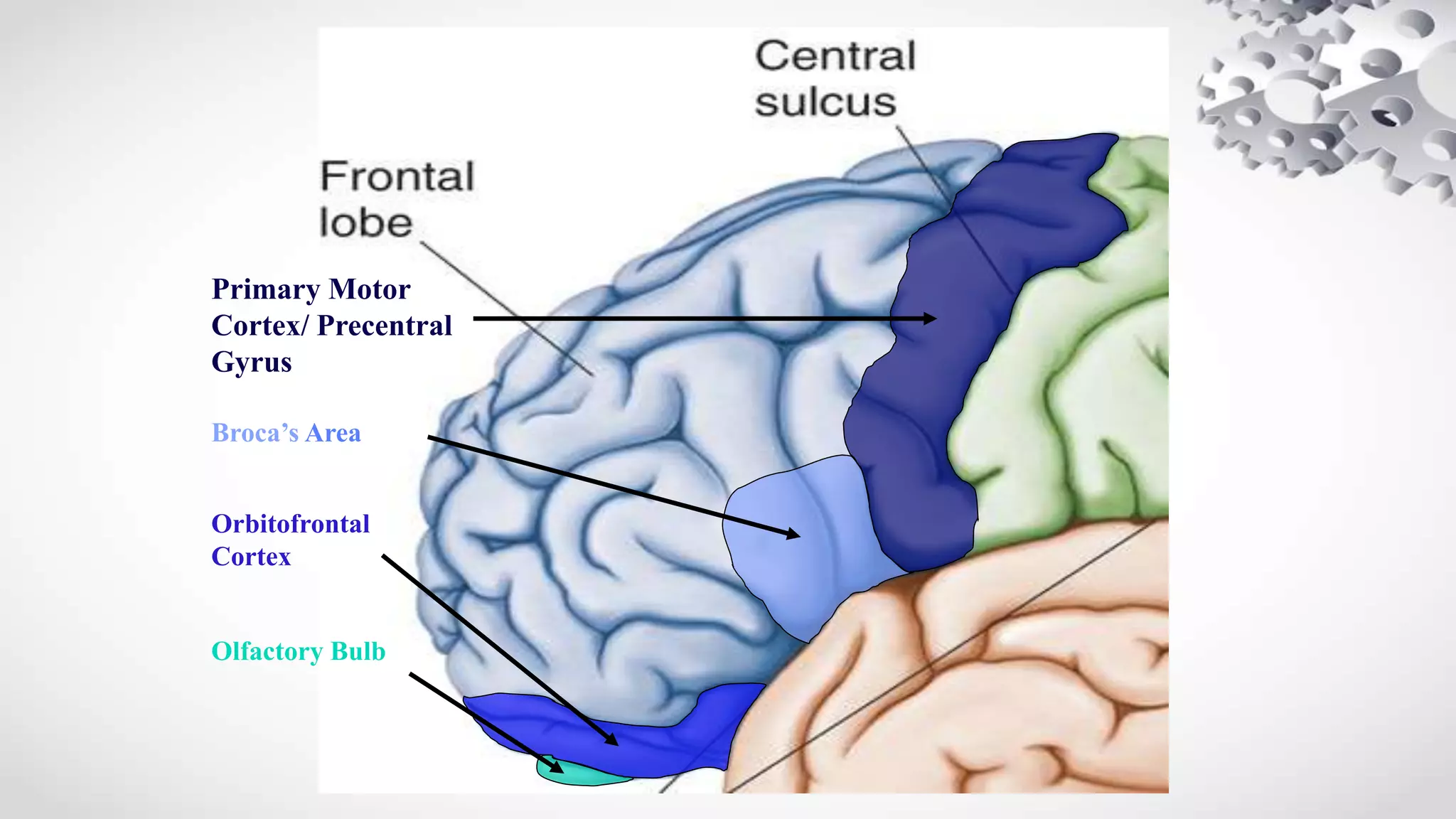 Functional anatomy of cortical areas | PPT