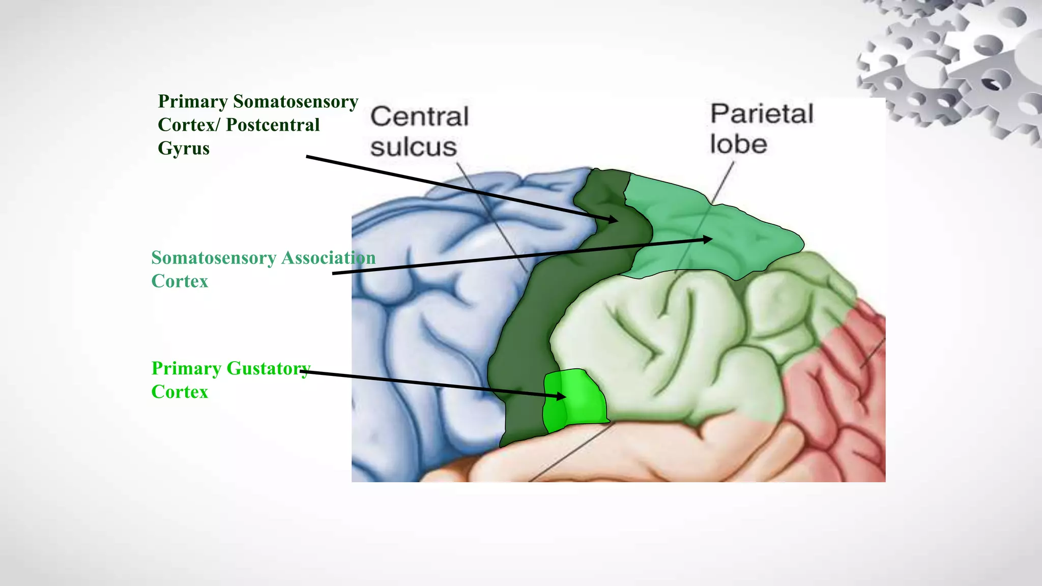 Functional anatomy of cortical areas | PPT