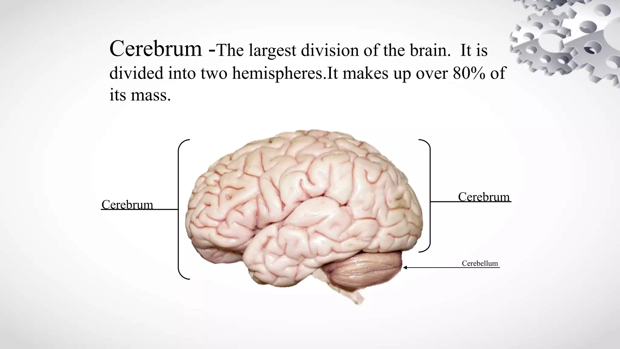 Functional anatomy of cortical areas | PPT