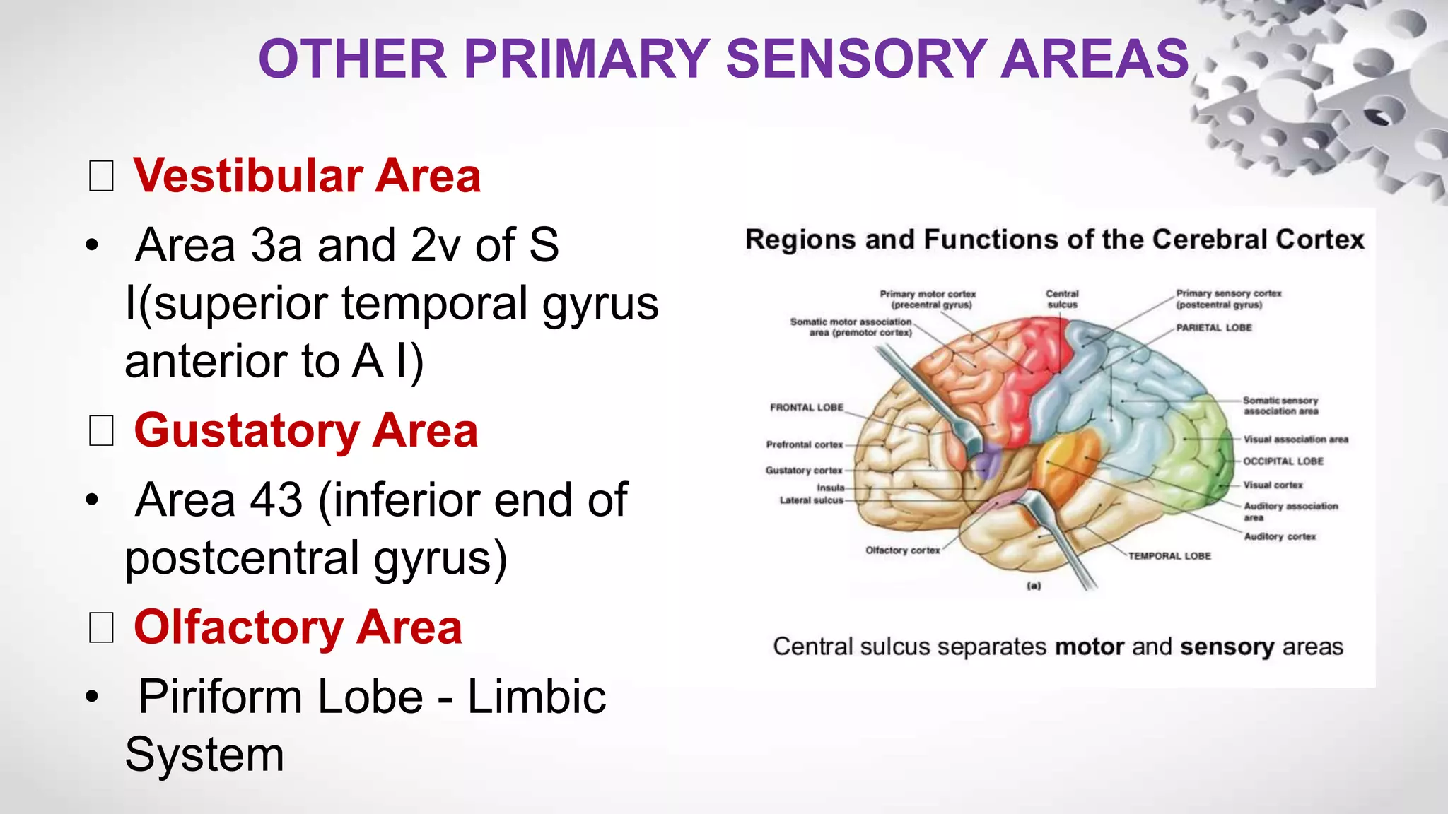 Functional anatomy of cortical areas | PPT