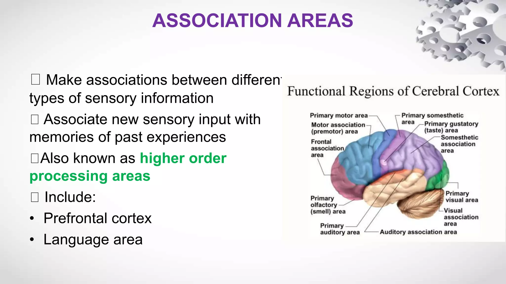 Functional anatomy of cortical areas | PPT