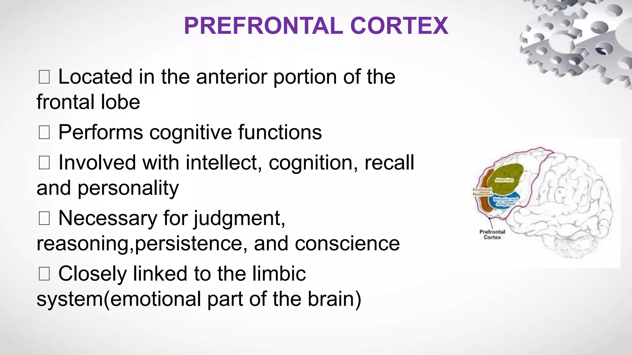 Functional anatomy of cortical areas | PPT