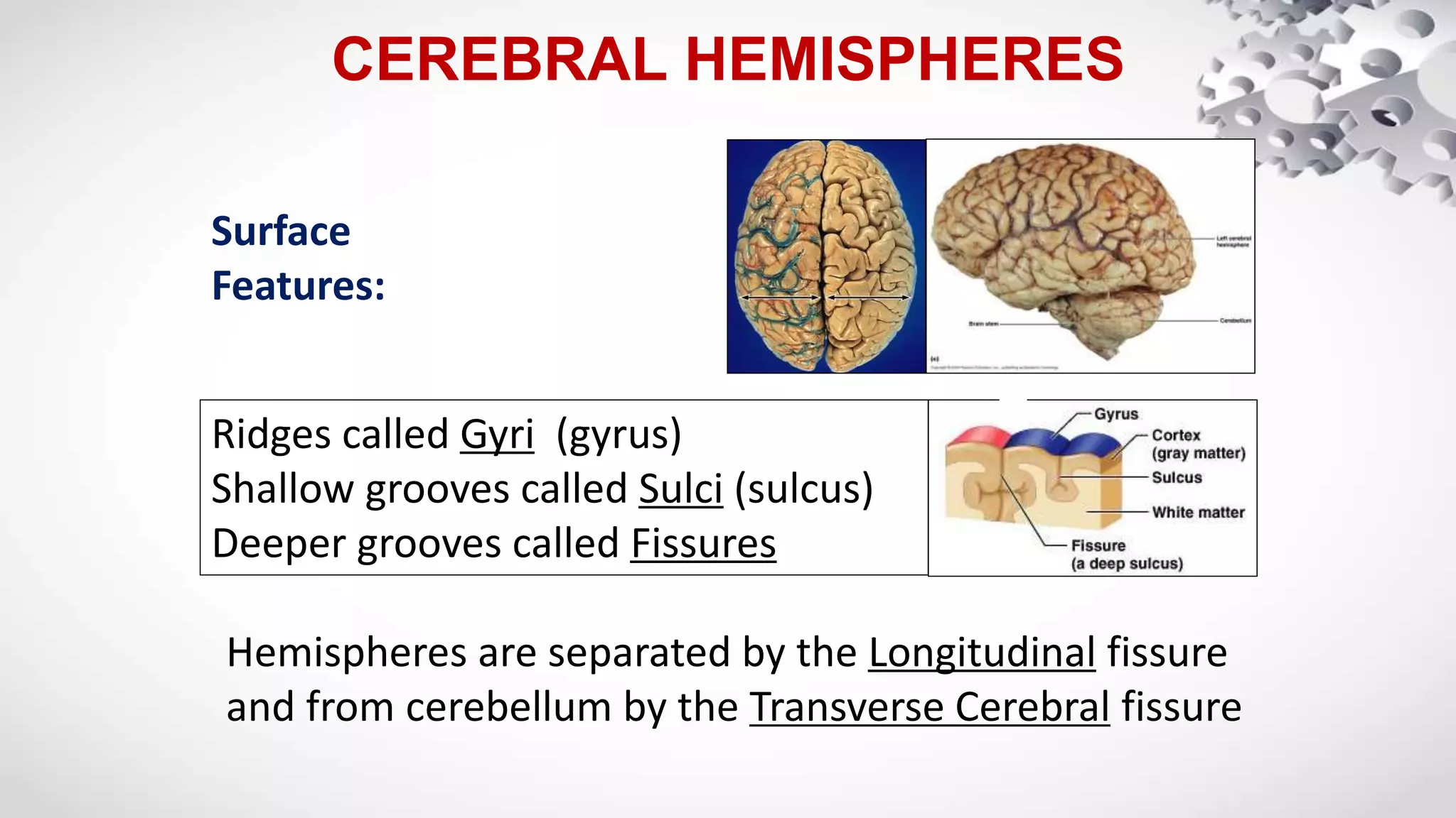 Functional anatomy of cortical areas | PPT