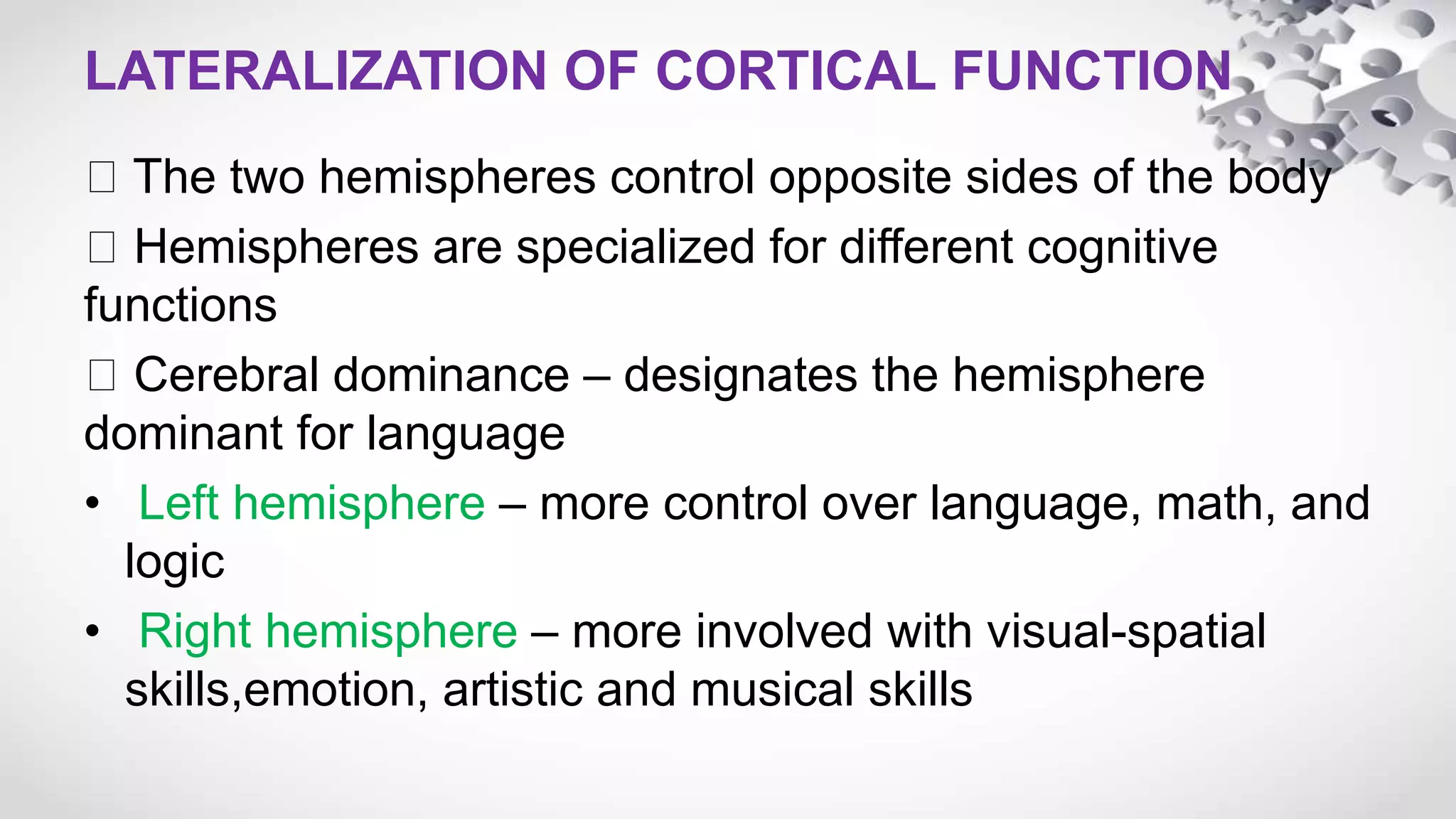 Functional anatomy of cortical areas | PPT