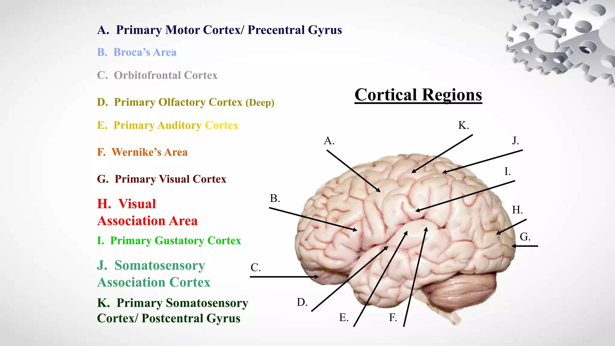 Functional anatomy of cortical areas | PPT