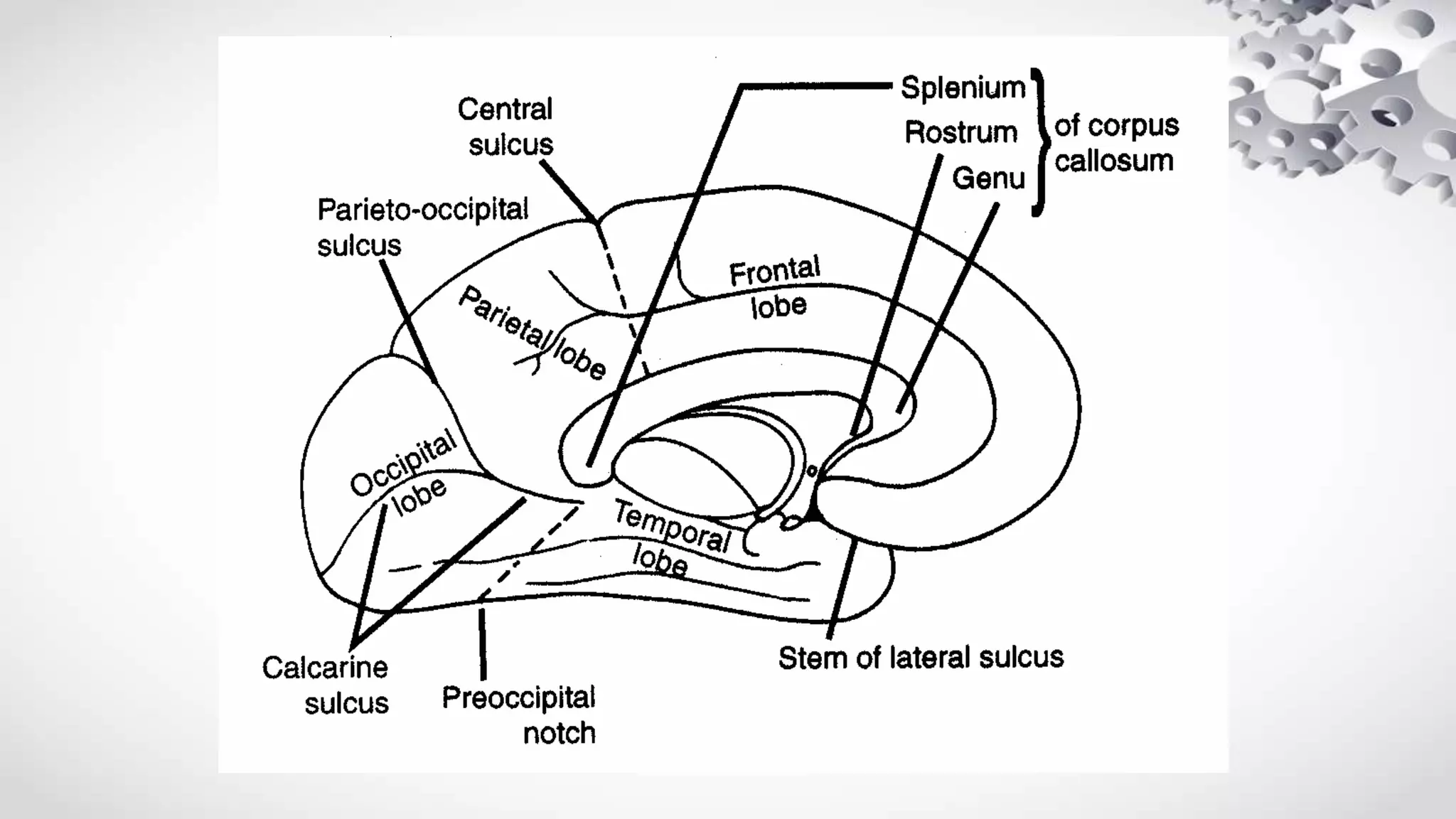 Functional anatomy of cortical areas | PPT