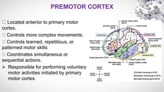 Functional anatomy of cortical areas | PPTX