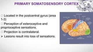 Functional anatomy of cortical areas | PPTX