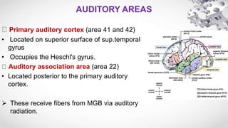 Functional anatomy of cortical areas | PPT