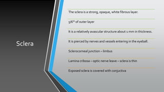 Functional Anatomy of Eye.pptx
