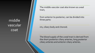 Functional Anatomy of Eye.pptx