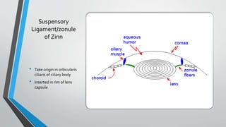 Functional Anatomy of Eye.pptx
