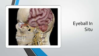 Functional Anatomy of Eye.pptx