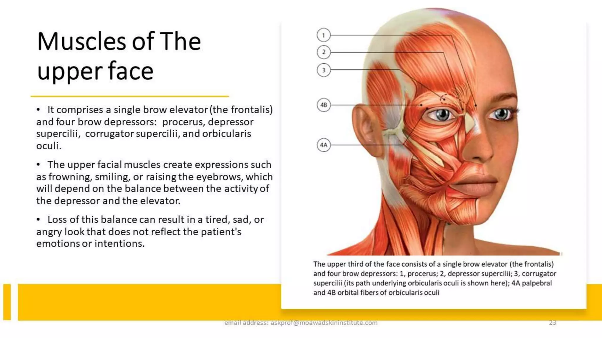 Functional Anatomy of Facial Muscles. An Injector Eye. Part One.pptx