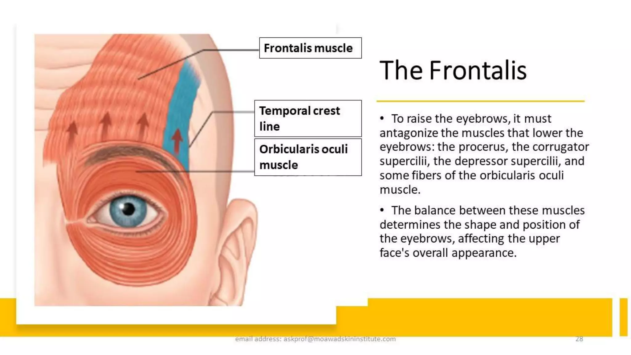 Functional Anatomy of Facial Muscles. An Injector Eye. Part One.pptx