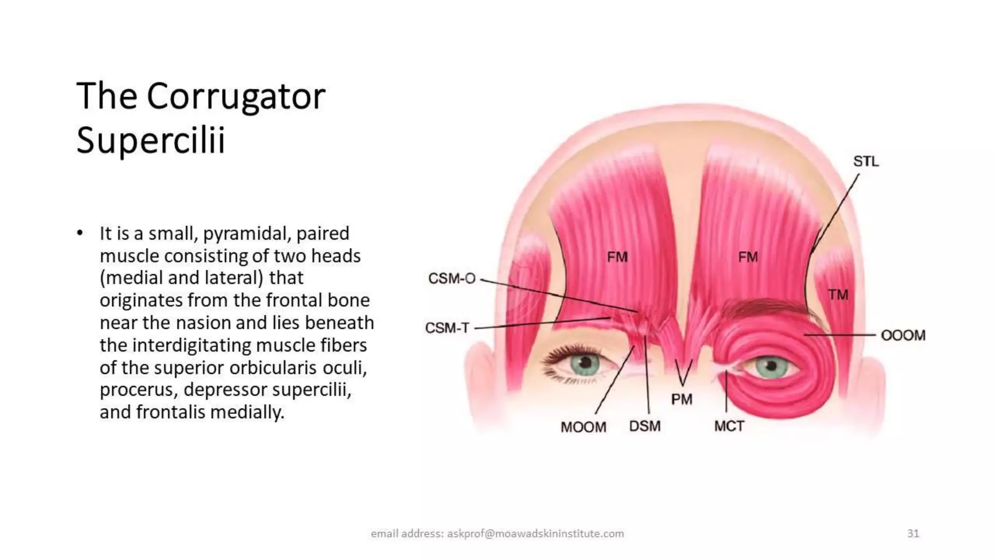Functional Anatomy of Facial Muscles. An Injector Eye. Part One.pptx