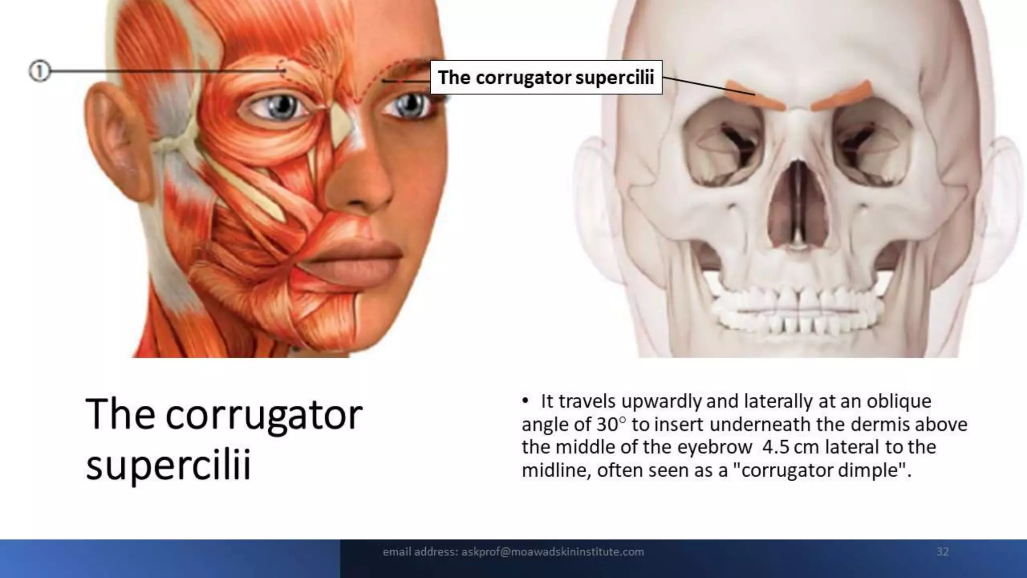 Functional Anatomy of Facial Muscles. An Injector Eye. Part One.pptx