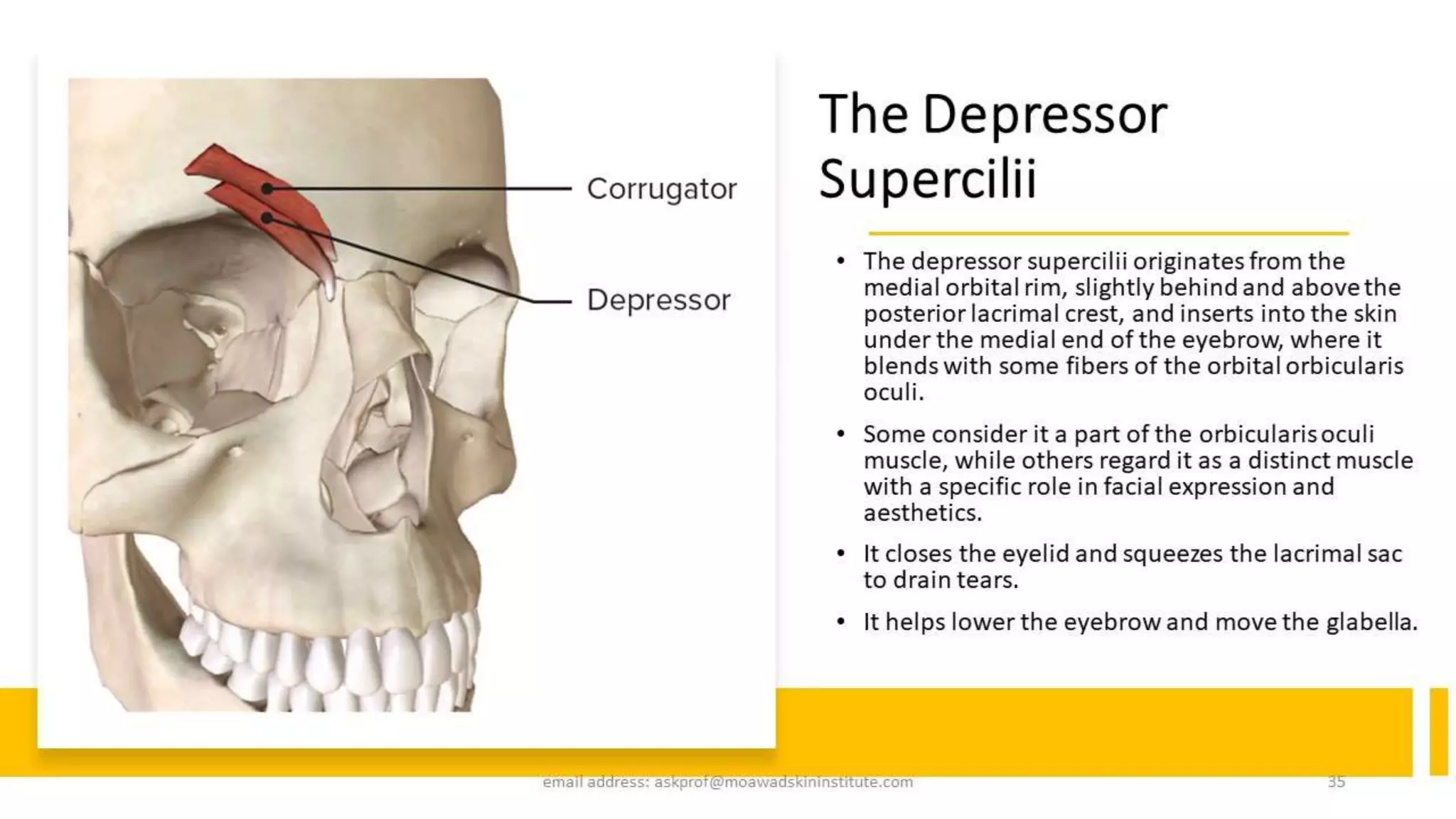 Functional Anatomy of Facial Muscles. An Injector Eye. Part One.pptx