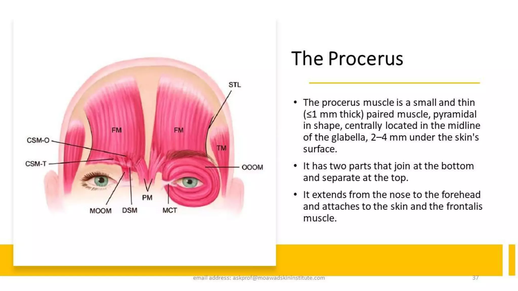 Functional Anatomy of Facial Muscles. An Injector Eye. Part One.pptx