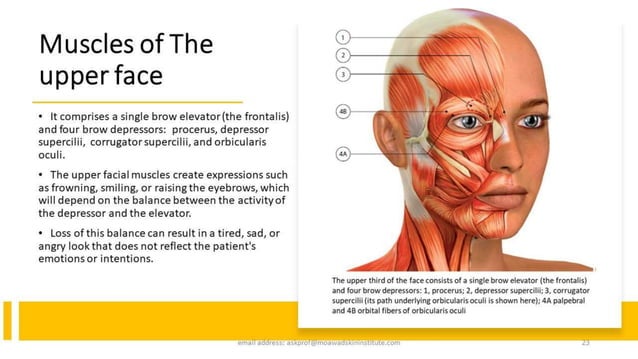 Functional Anatomy of Facial Muscles. An Injector Eye. Part One.pptx