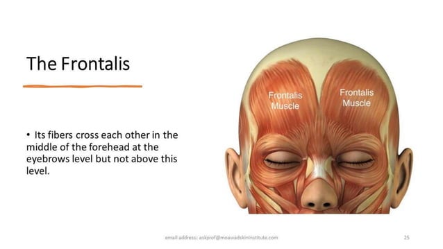 Functional Anatomy of Facial Muscles. An Injector Eye. Part One.pptx
