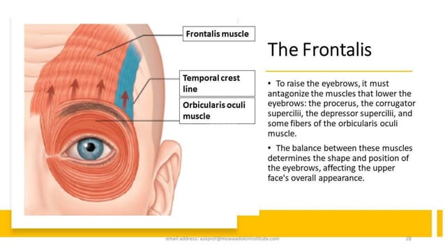Functional Anatomy of Facial Muscles. An Injector Eye. Part One.pptx