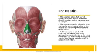 Functional Anatomy of Facial Muscles. An Injector Eye. Part One.pptx