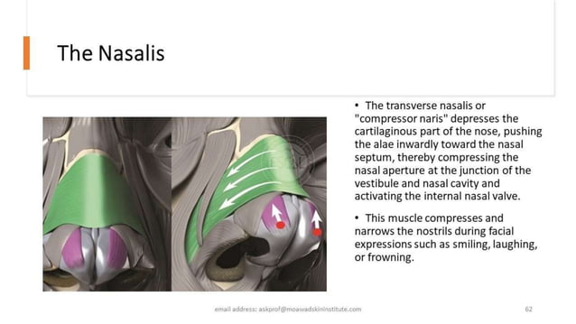 Functional Anatomy of Facial Muscles. An Injector Eye. Part One.pptx