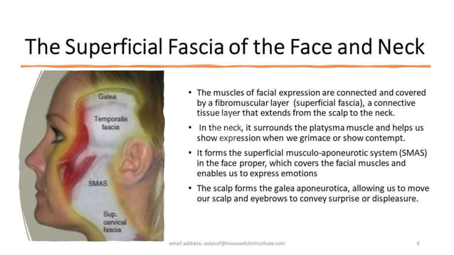 Functional Anatomy of Facial Muscles. An Injector Eye. Part One.pptx